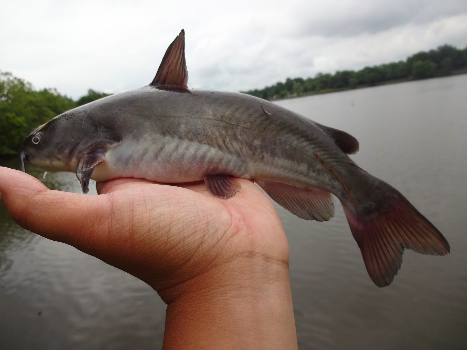 Extreme Philly Fishing: Introducing the Cooper River Lake and the Upper ...